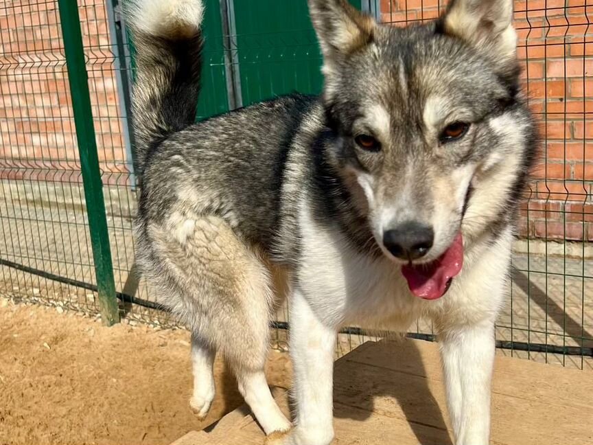 Зена молодая не крупная собака из приюта Малинки