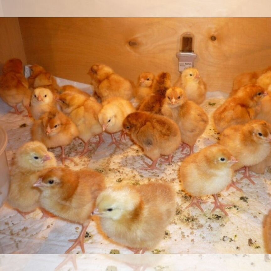 Цыплята суточные Редбро
