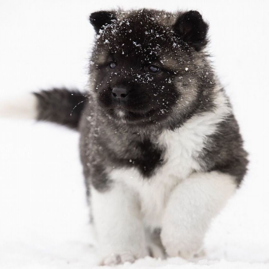 Лучшие щенки