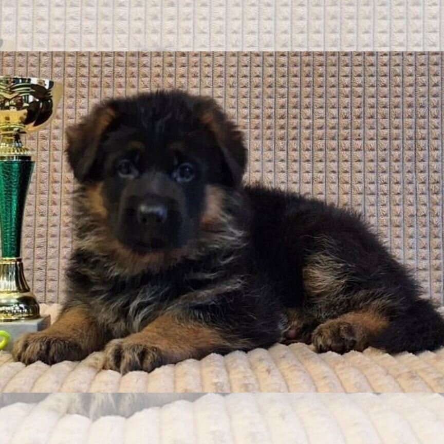 Немецкая овчарка, щенок