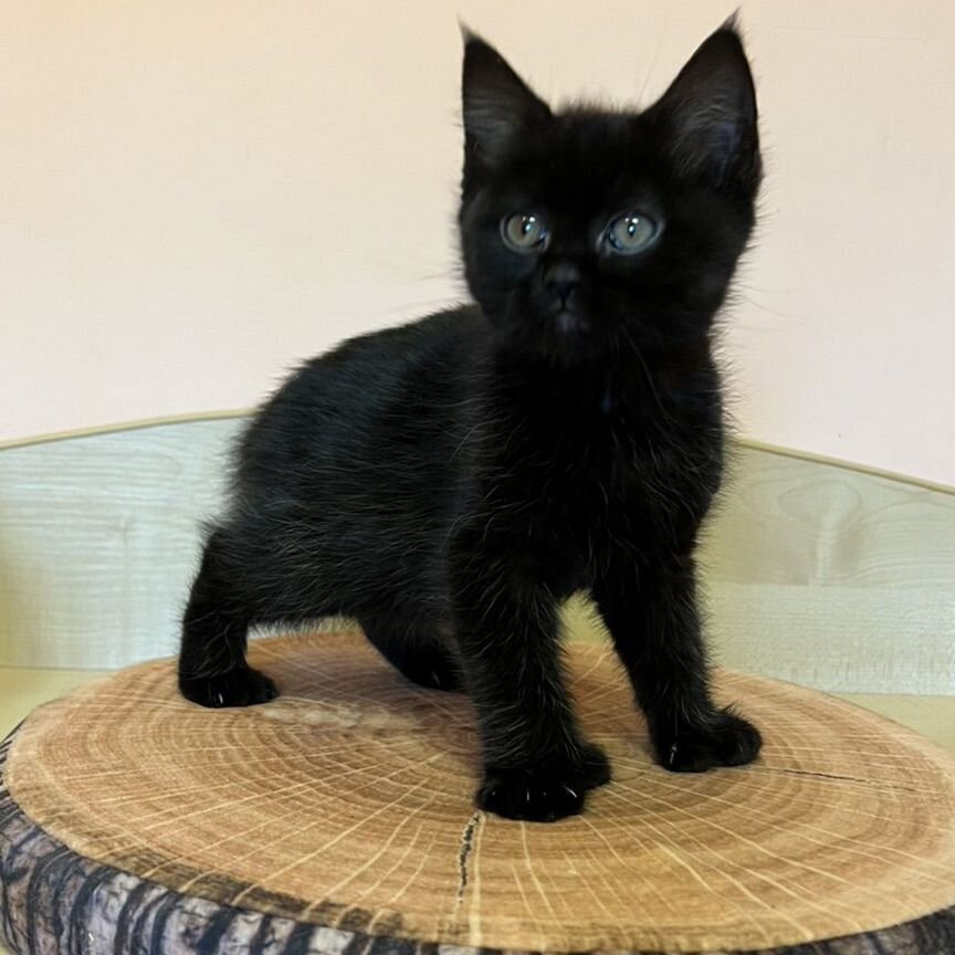Котята пиксибоб limited edition