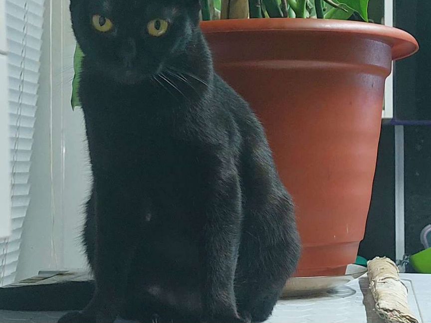 Бомбейская кошка