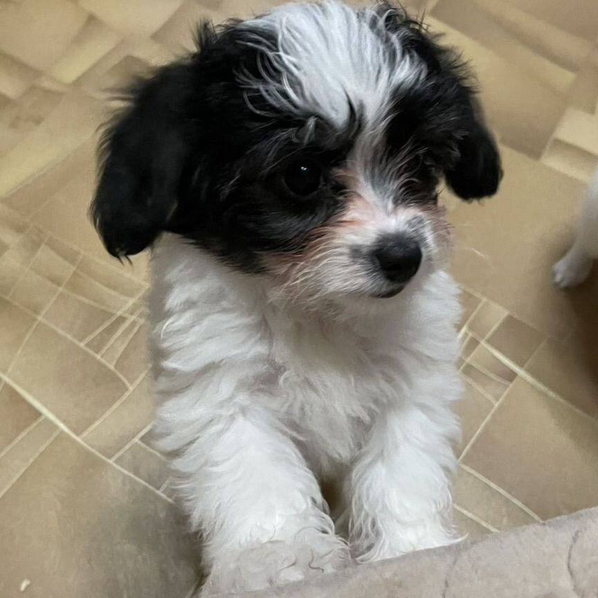 Бишон фризе, щенок