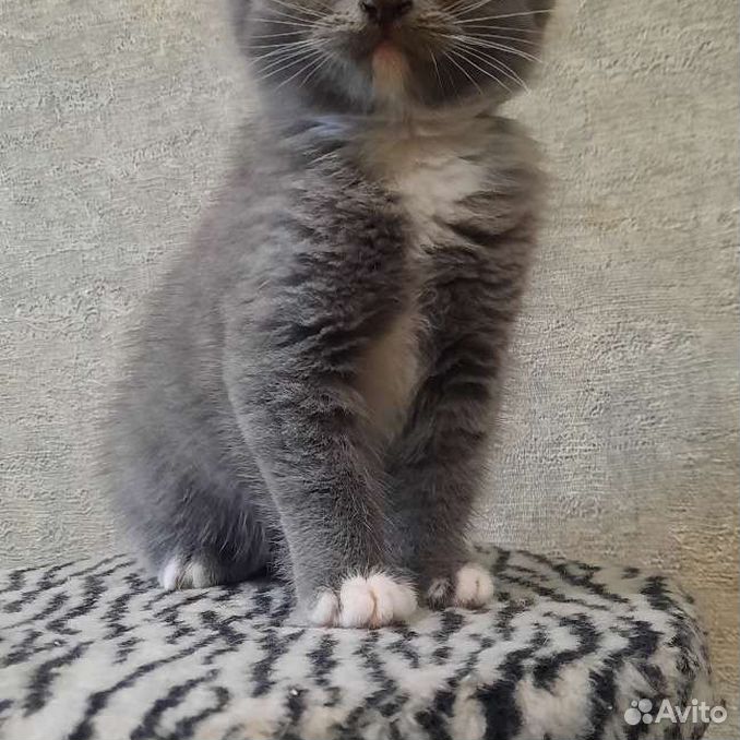 Британский вислоухий котик