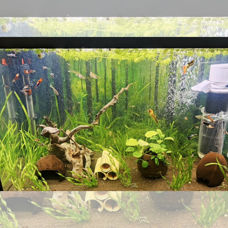 Гуппи около 30- 40 шт