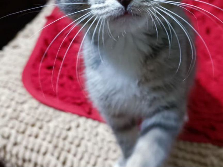 Котенок крысоловка