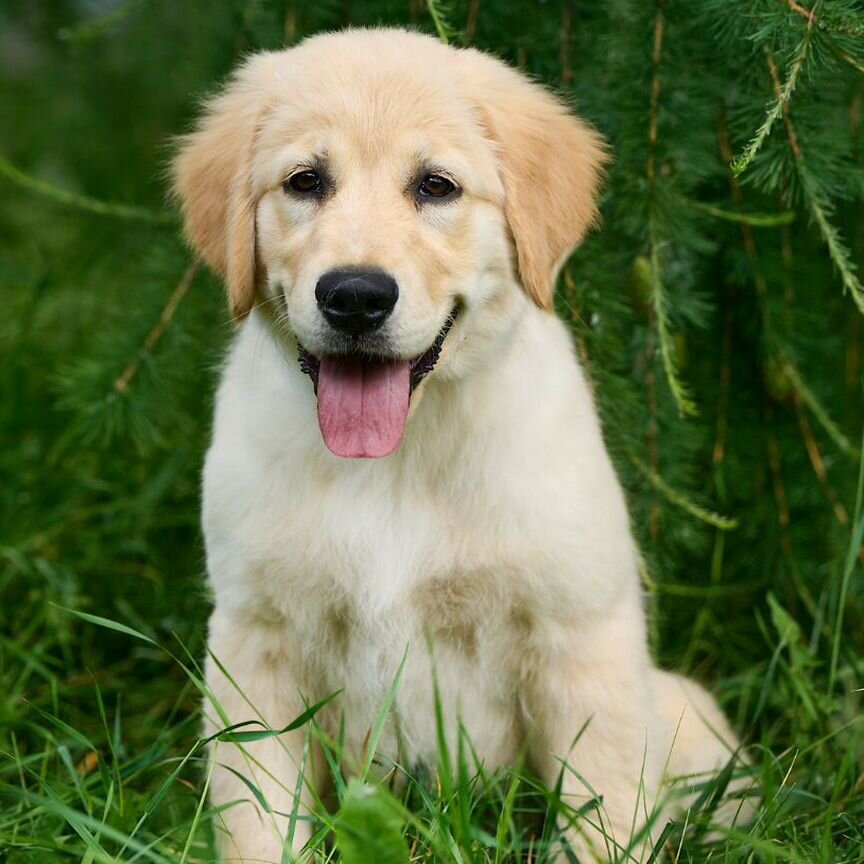 Золотистый ретривер, щенок