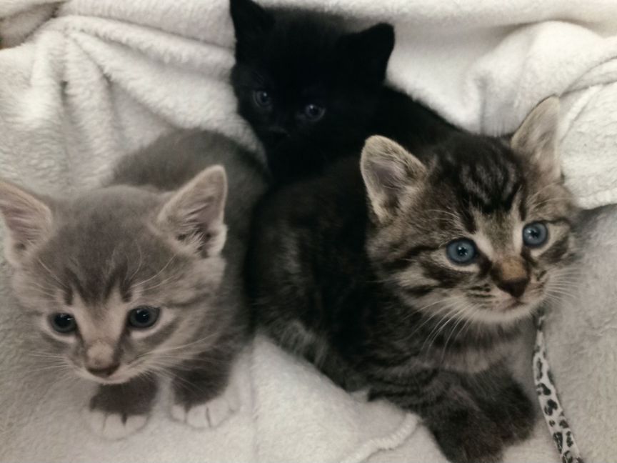 Кошки в добрые руки бесплатно