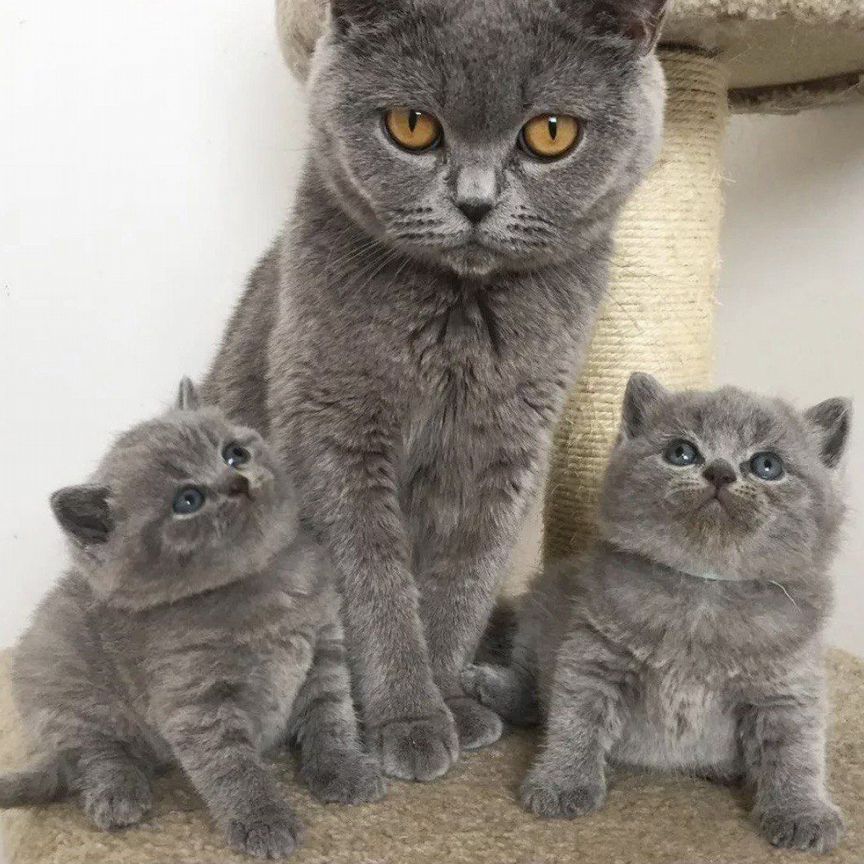 Британский короткошёрстный котёнок