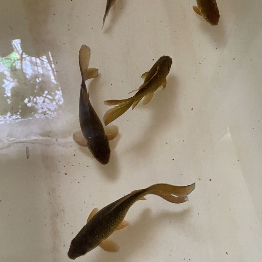 Караси кометы