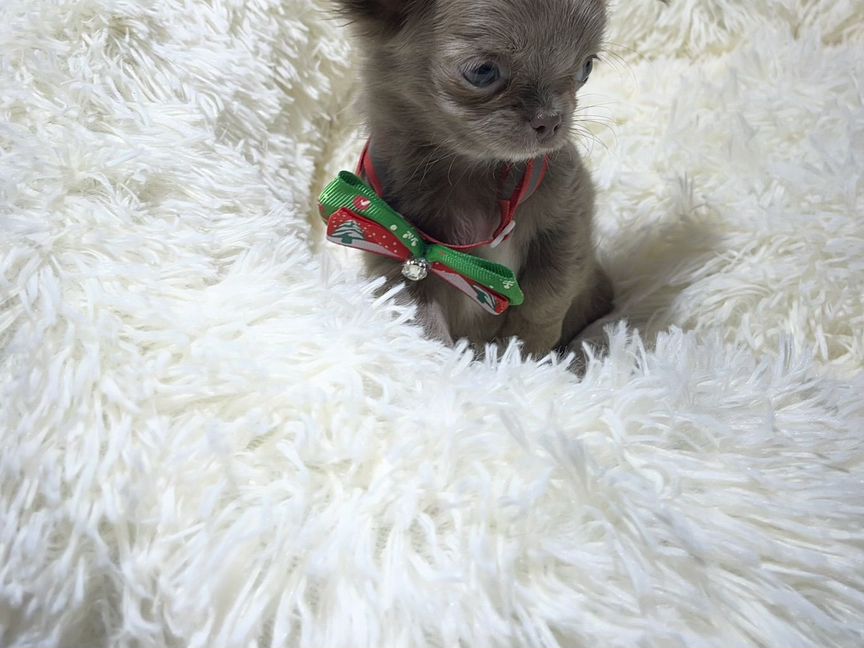 Супер мини девочка лилового окраса