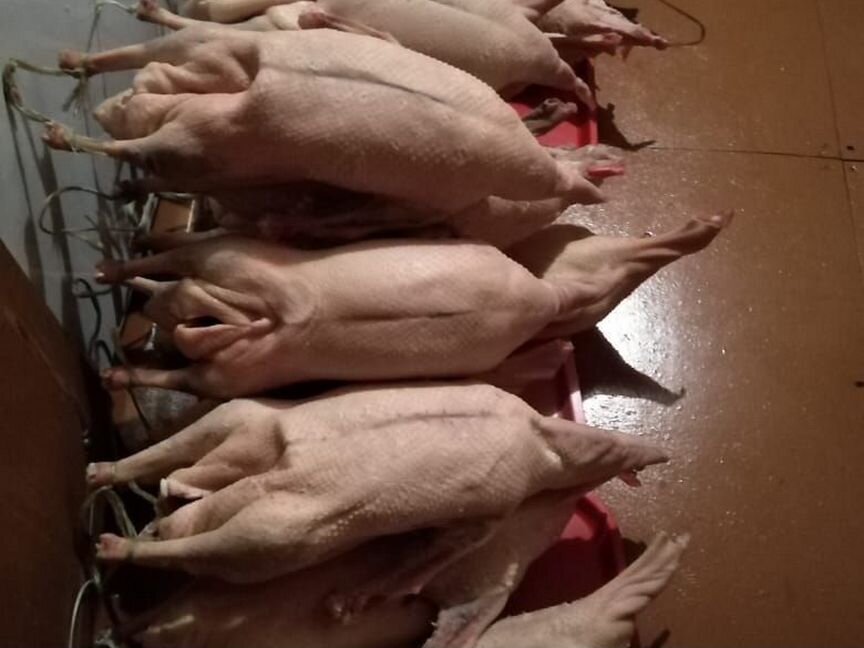 Гусь домашняя мясо халяль