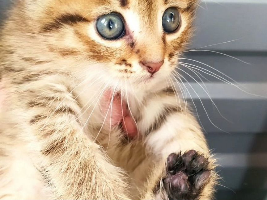 Котенок