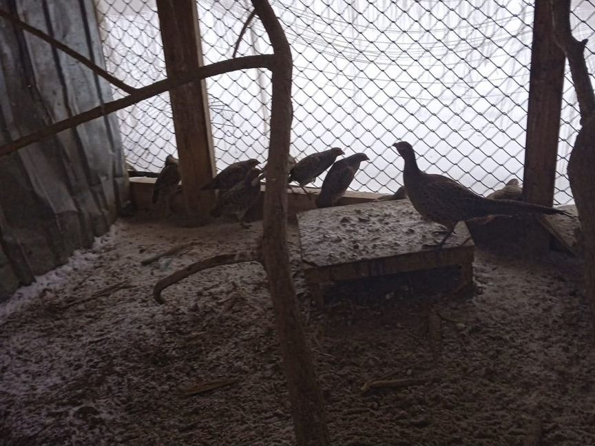 Серая куропатка