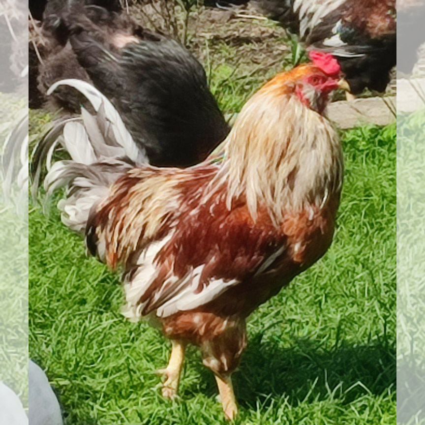 Домашние петухи