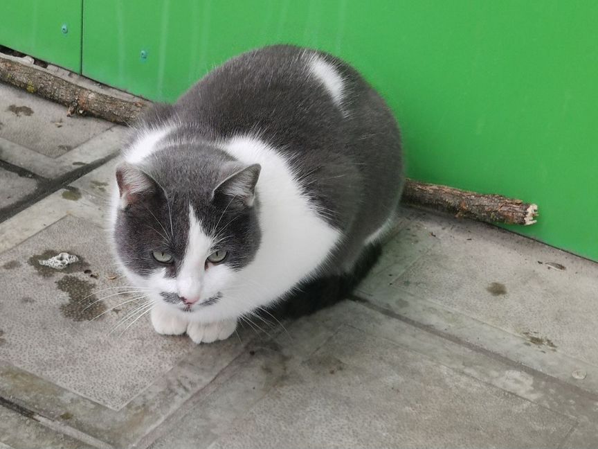 Кот потеряшка