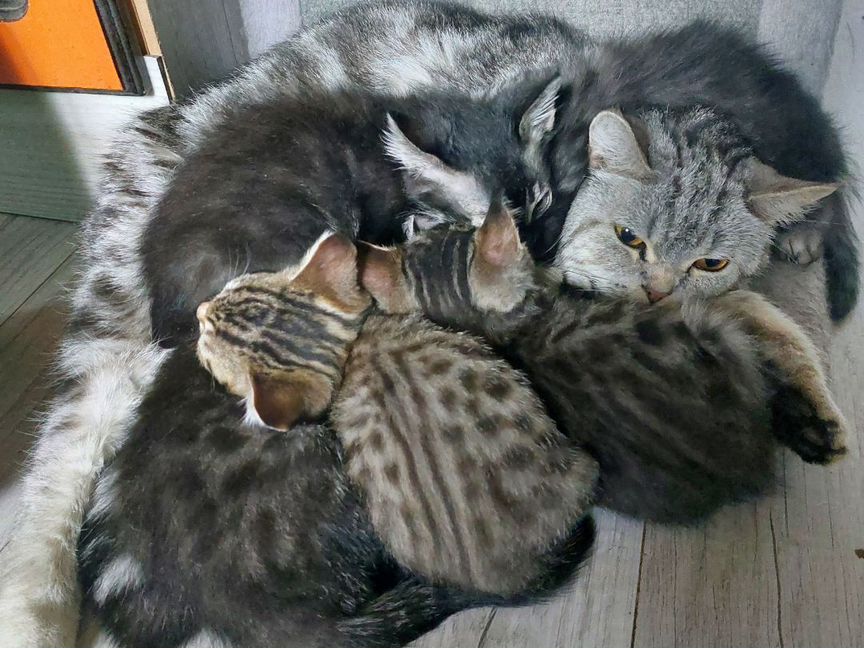 Кошка в дар бесплатно