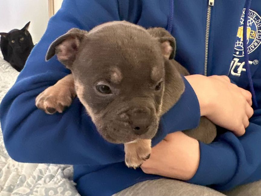 Американский булли покет