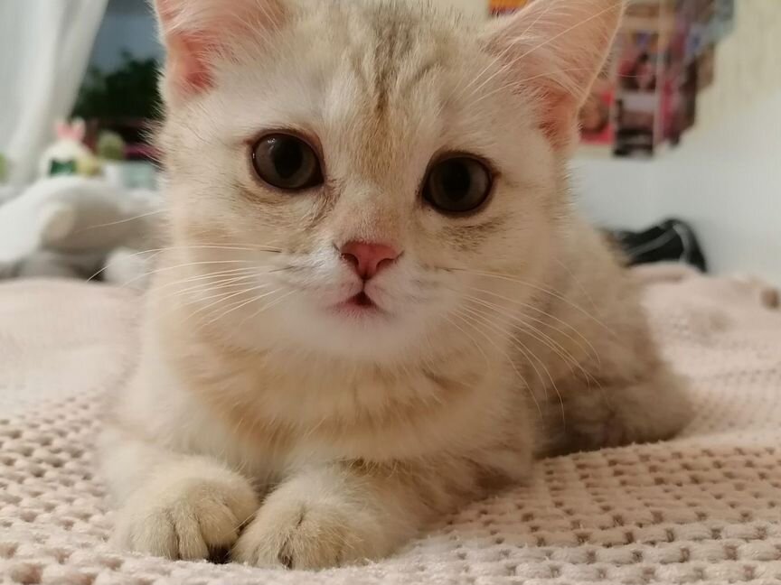 Британские котята