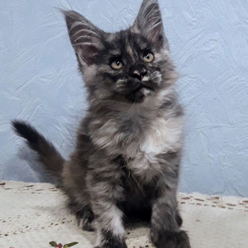 Красивые котята мейн-кун