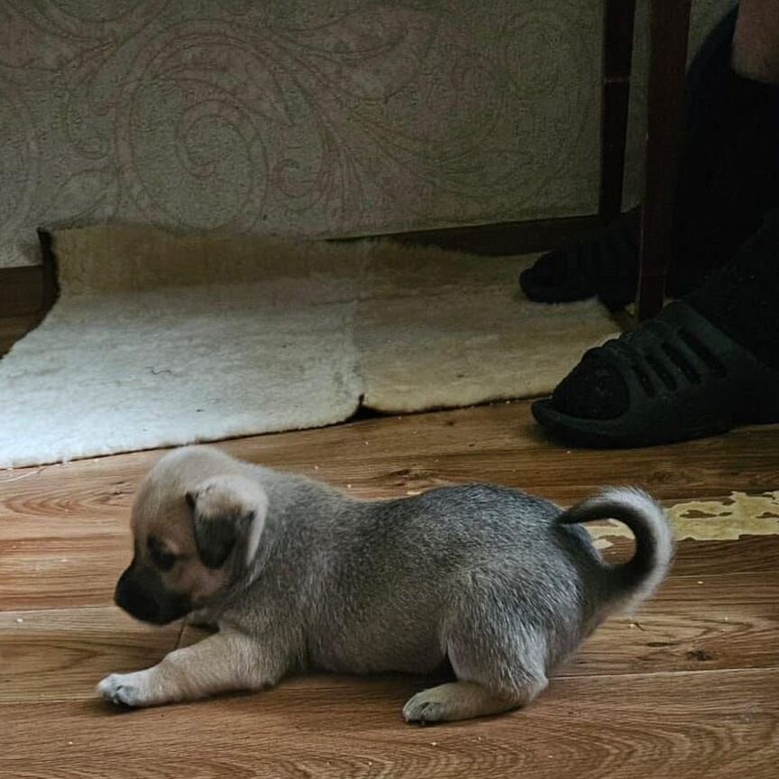 Щеночек Кексик в дар