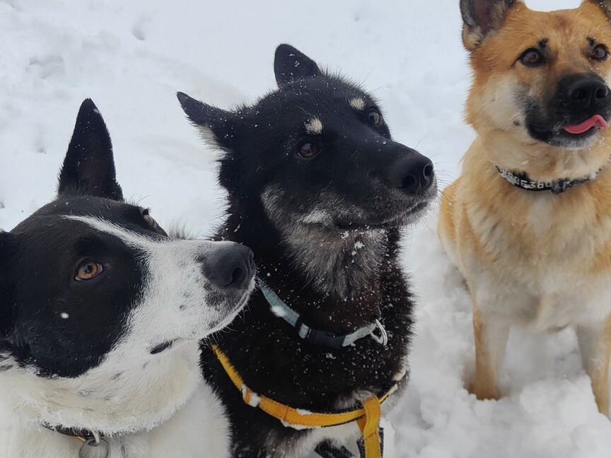 Собака в добрые руки
