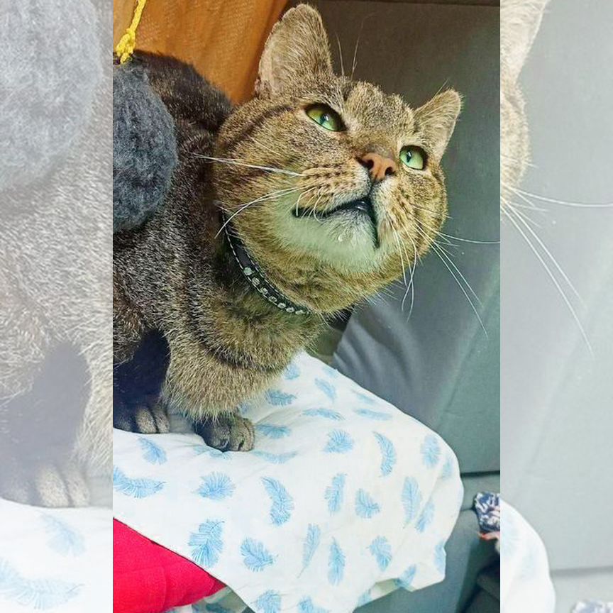 Котик