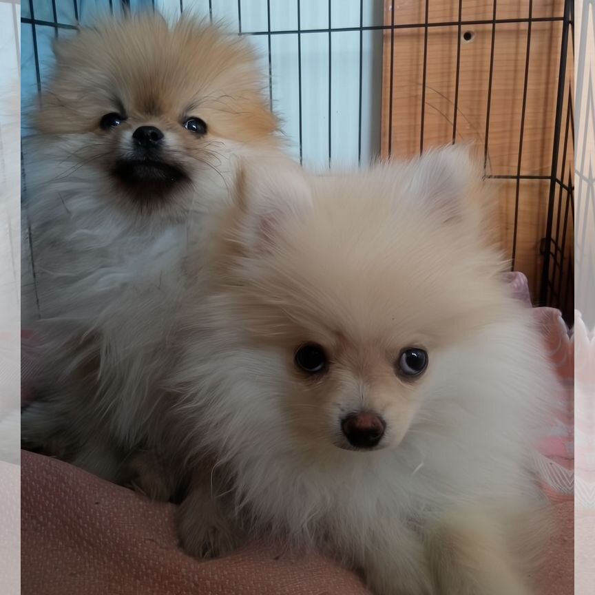 Немецкий шпиц, щенок