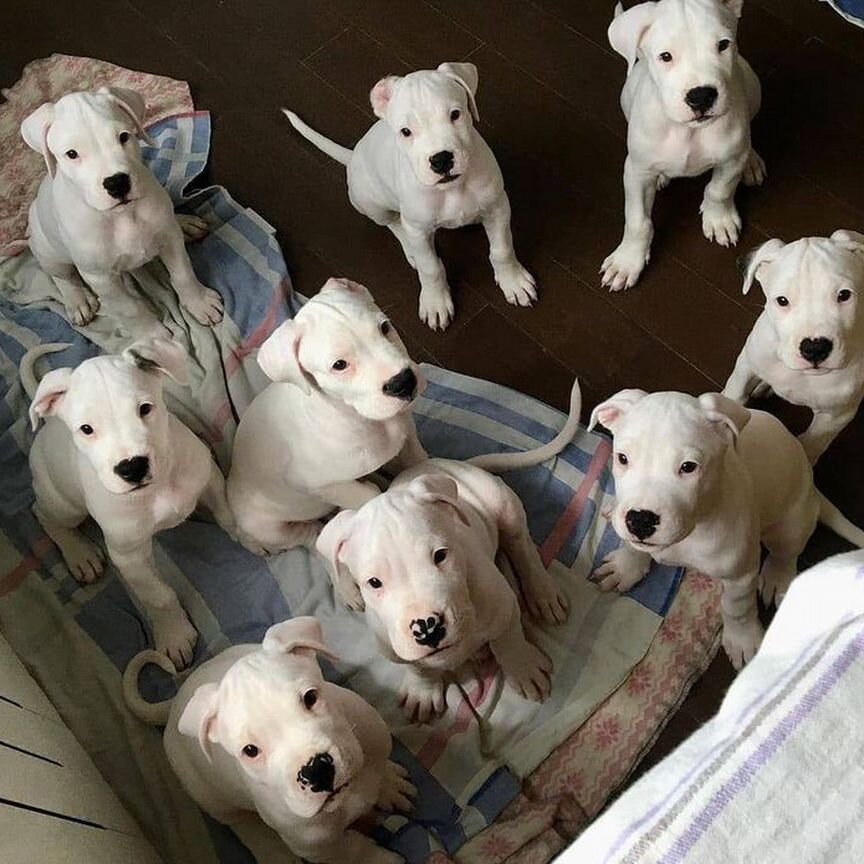 Аргентинский дог щенки