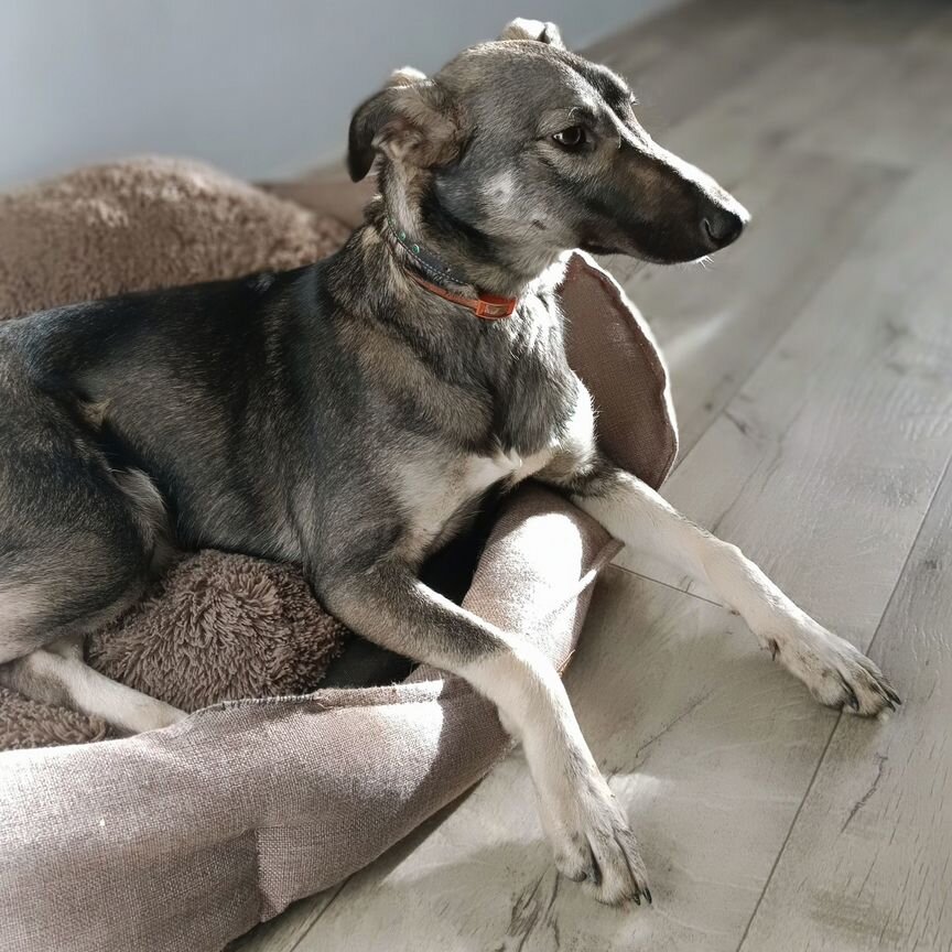 Собачка подросток