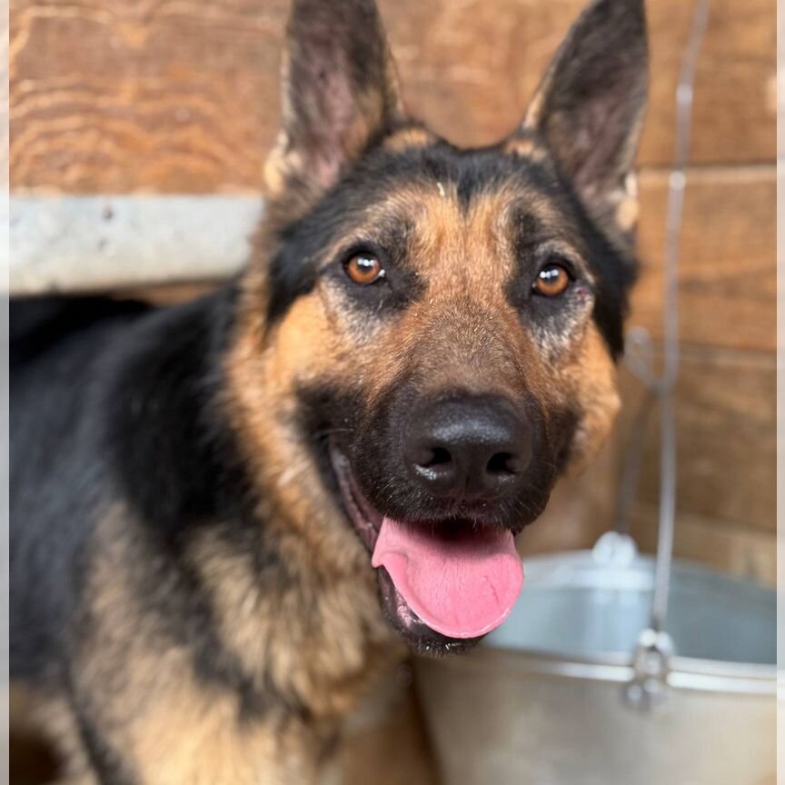 Взрослый пёс в добрые руки