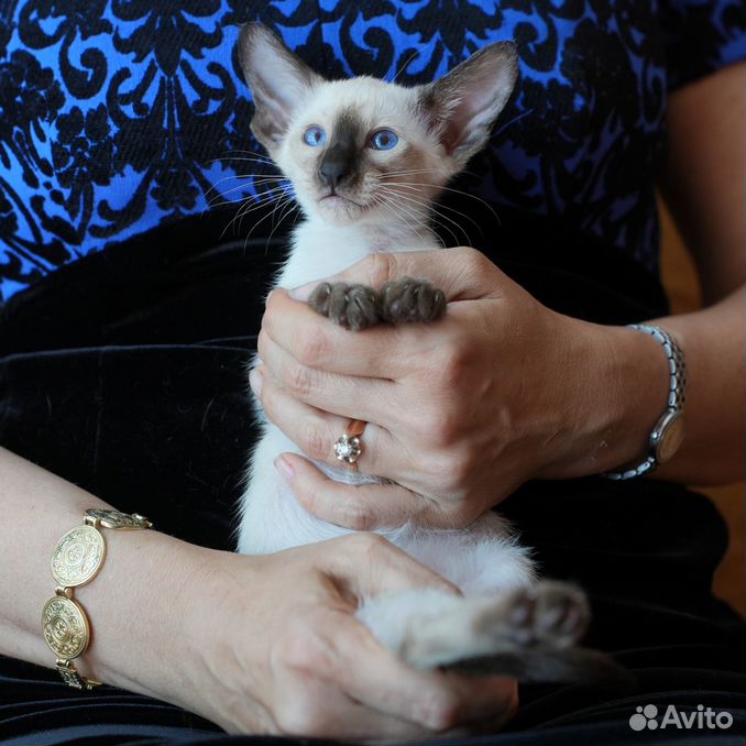 Сиамские клубные котята