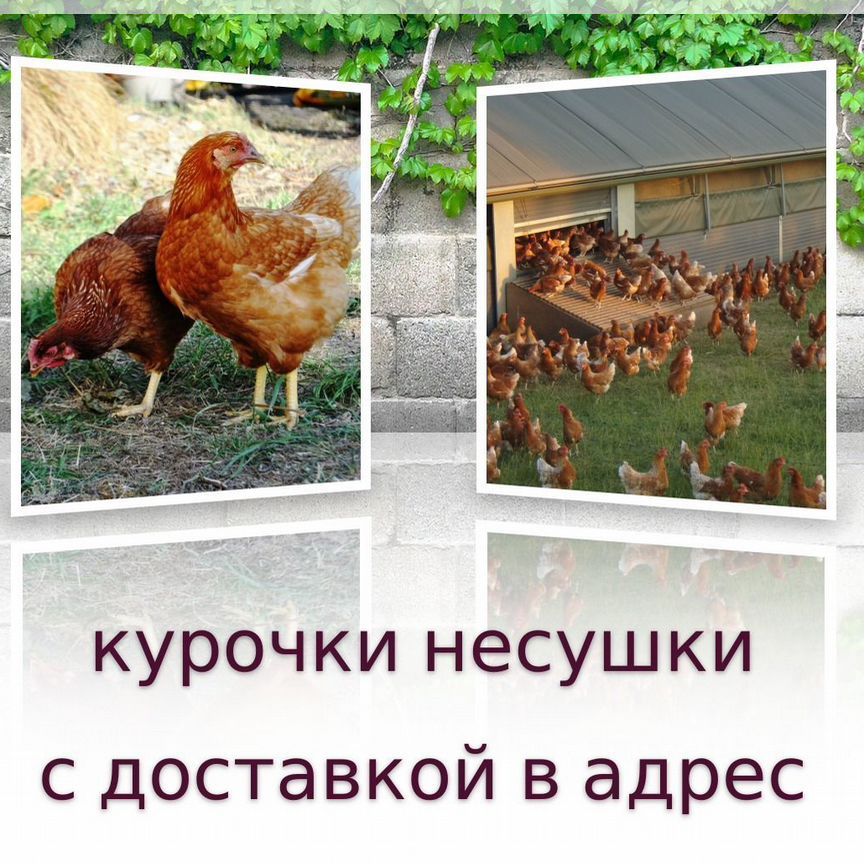 Куры несушки с доставкой в адрес