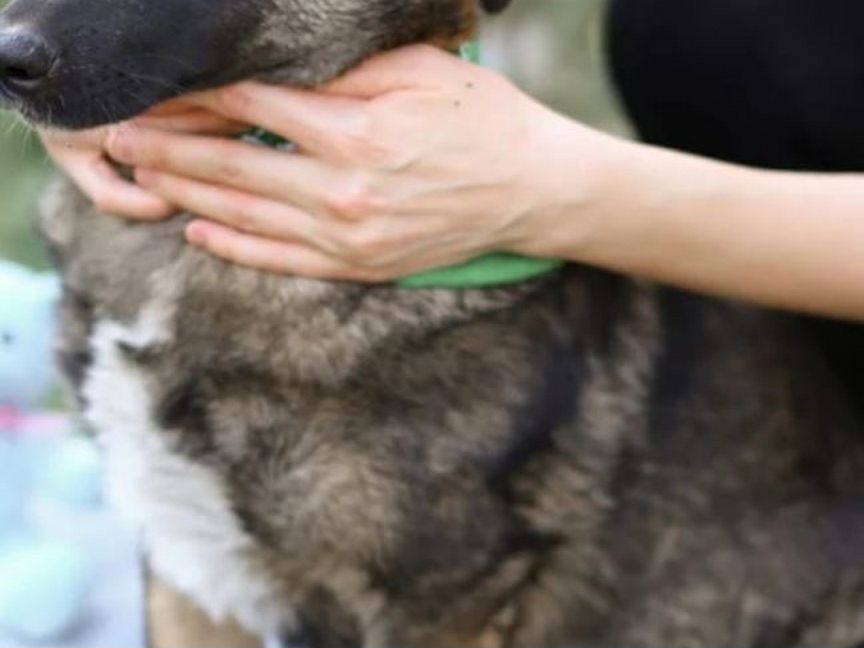 Нежная девочка 9 мес стерилизована