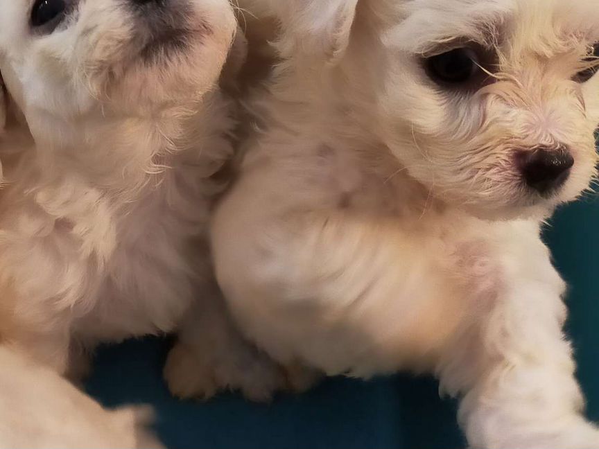 Щенки бишон фризе