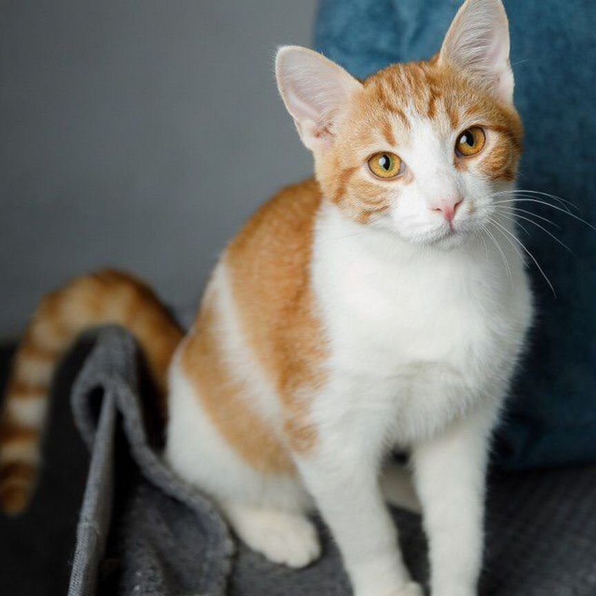 Котик-Апельсинчик