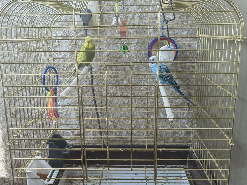 Пара волнистых попугайчиков с клеткой