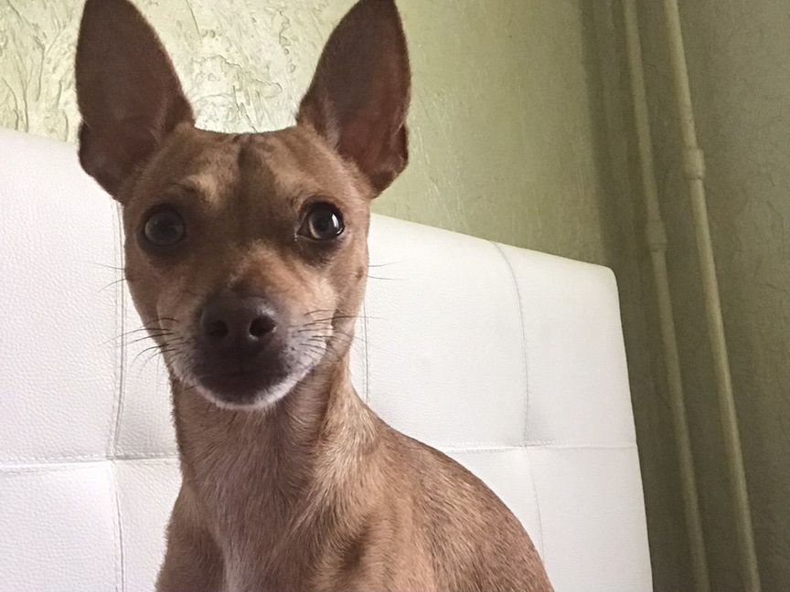 Ксолоинткуитли