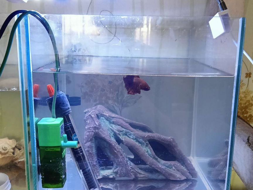 Рыбка петушок