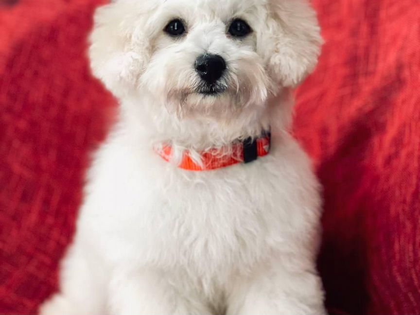 Щенки бишон фризе мини