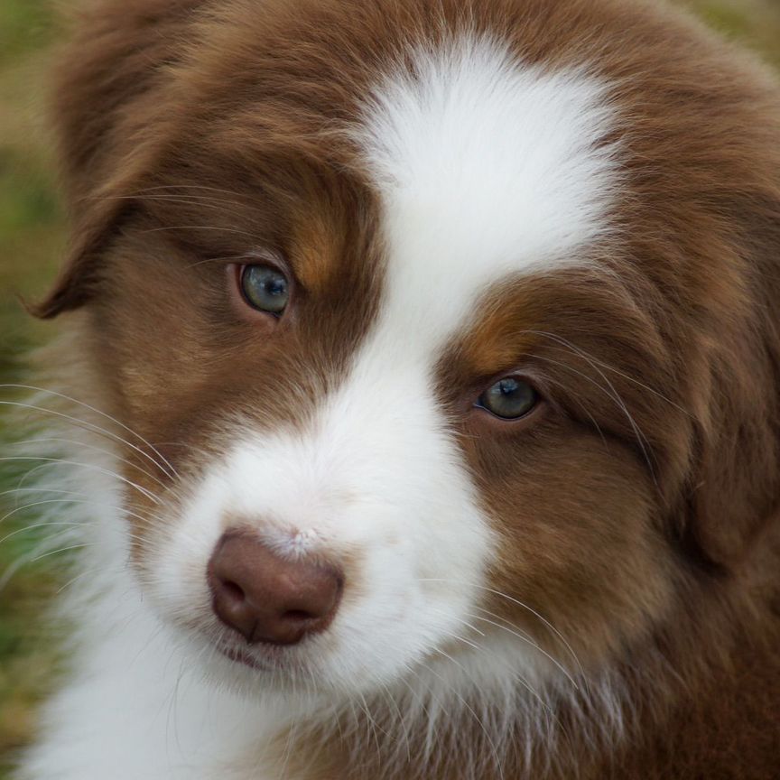 Австралийская овчарка, щенок