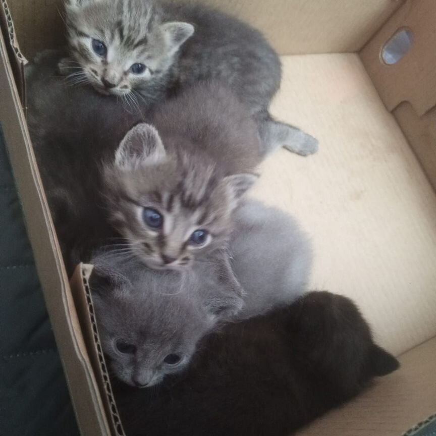 Обычные котята