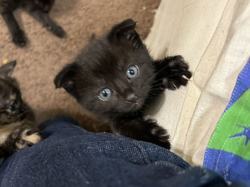 Шотландские вислоухие котята бесплатно