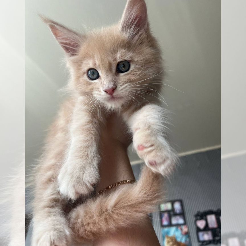 Мейн-кун котёнок