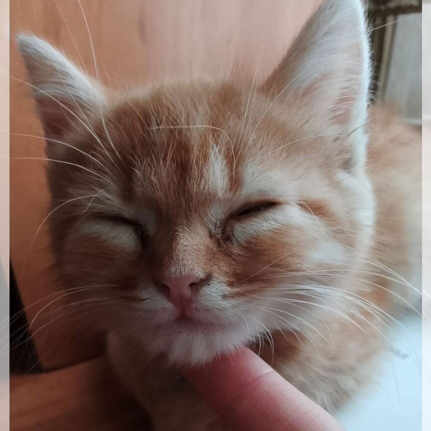 Котёнок в добрые руки