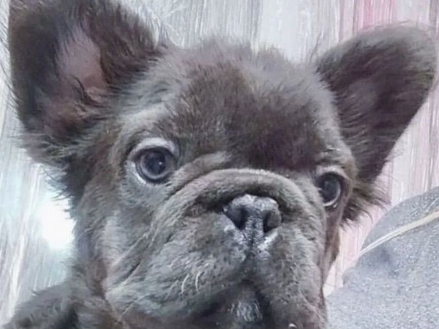 Шикарный флаффи солид мерле для вязок