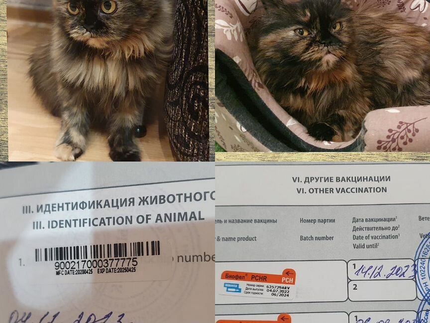 Кошечка в семью взрослых людей