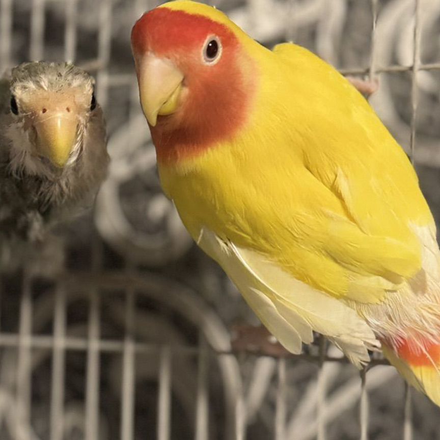 Попугаи с клеткой