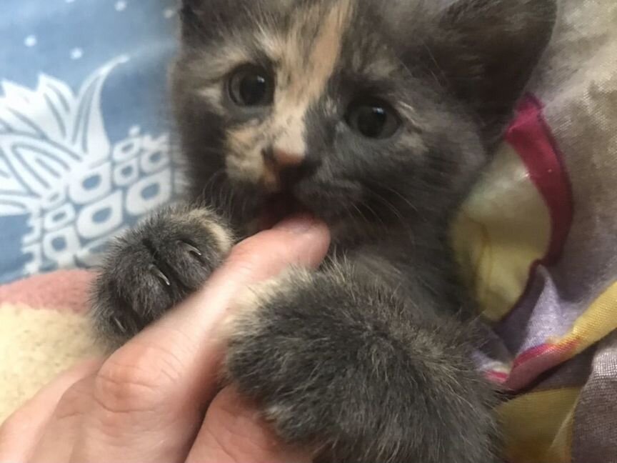 Котенок от кошки мышеловки