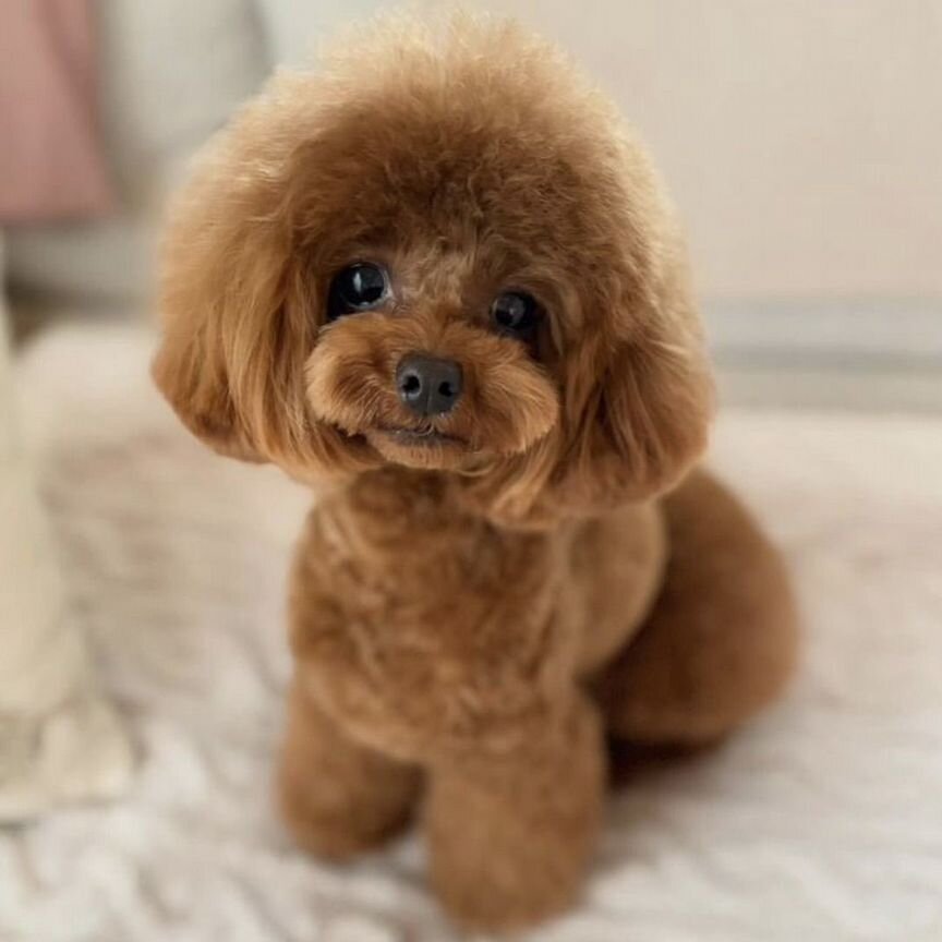 Той-пудель, щенок